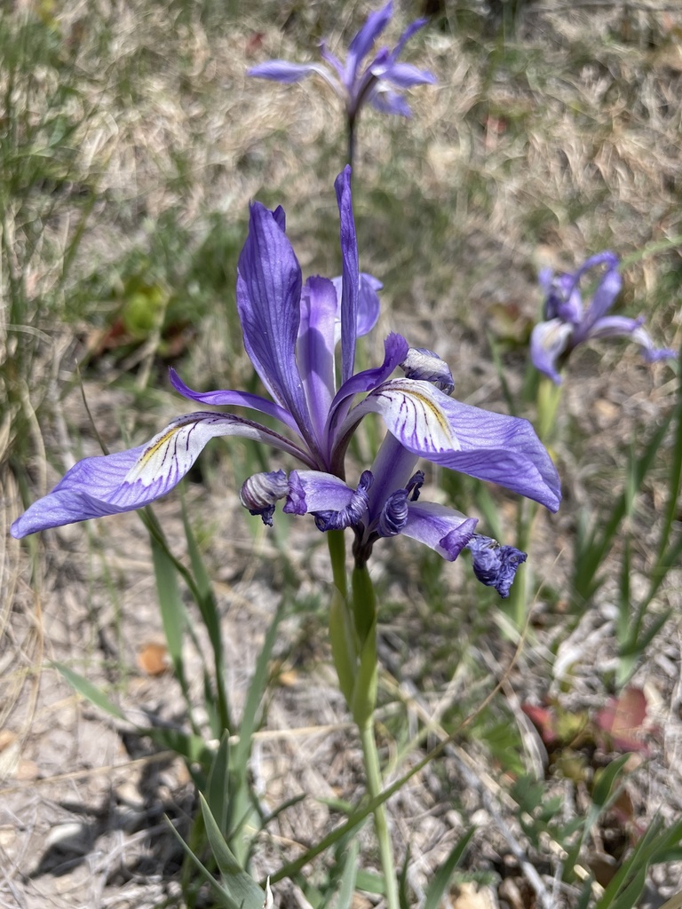western blue flag from Boulder, CO, US on May 9, 2023 at 01:51 PM by ...