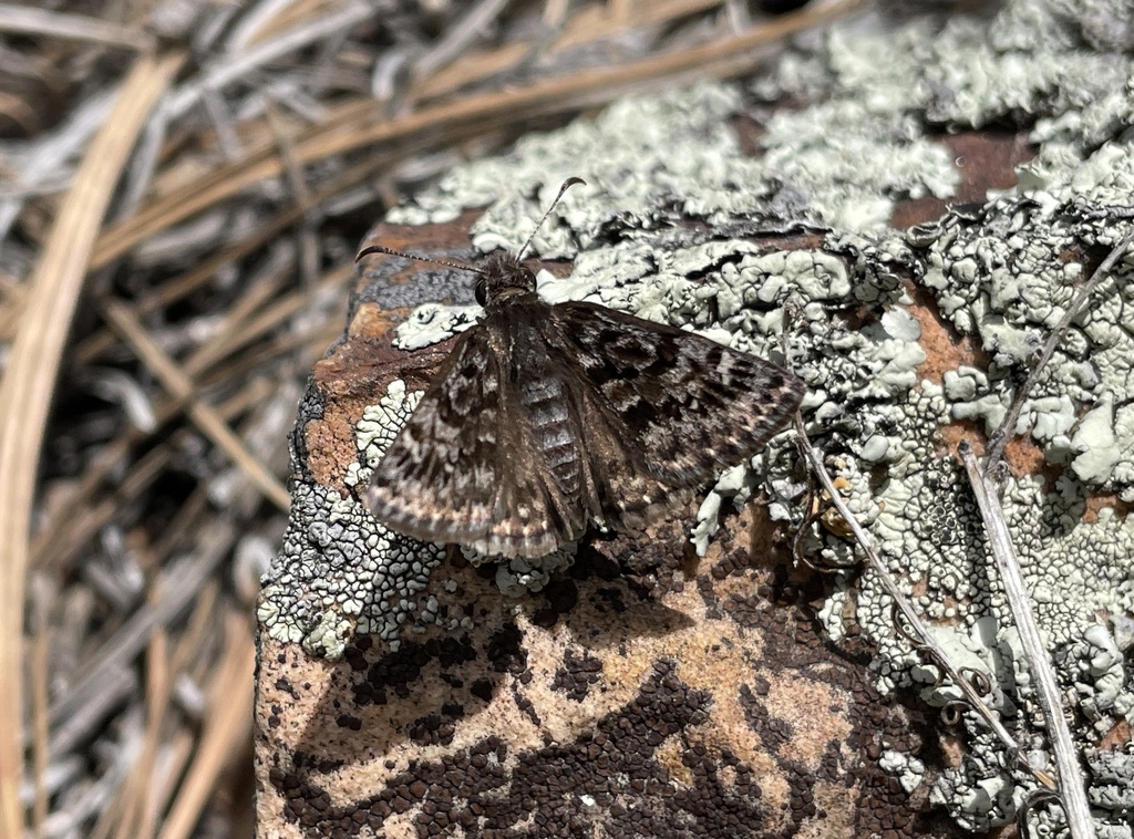 Mottled Duskywing in May 2023 by christian_nunes · iNaturalist