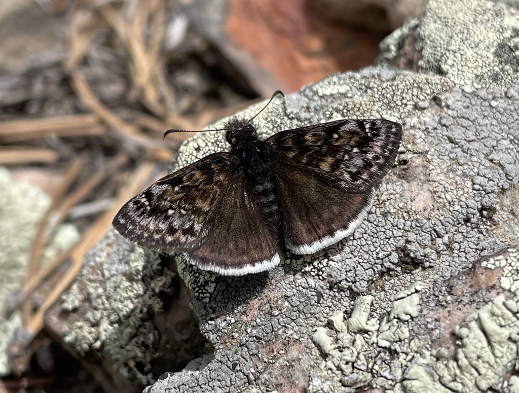 Pacuvius Duskywing from Boulder, CO, US on May 9, 2023 at 01:11 PM by ...