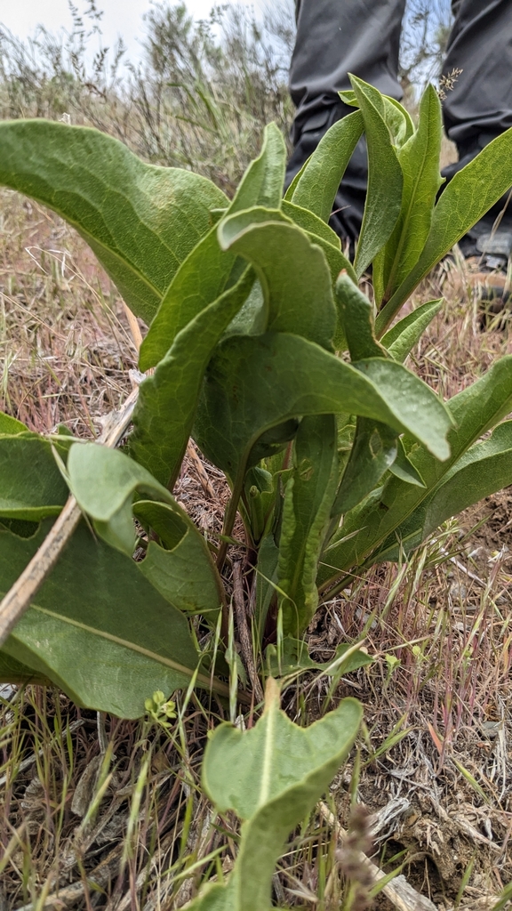(Pyrrocoma radiata) - Botanical Realm