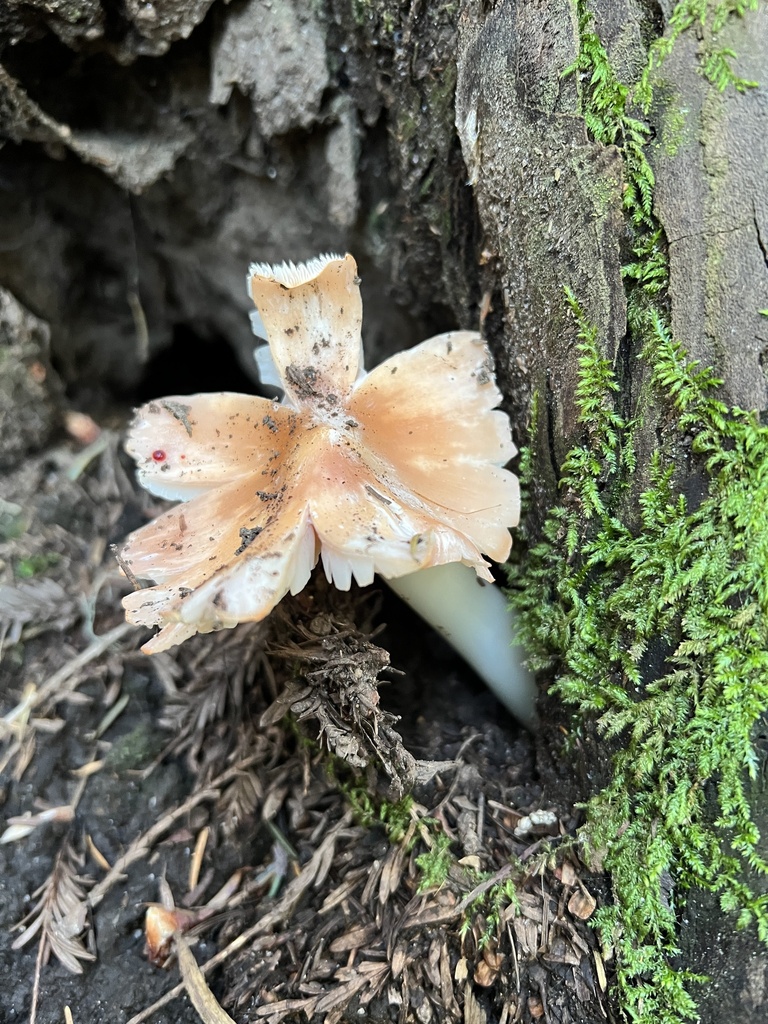 Pink Waxcap in May 2023 by Andrea Dingeldein · iNaturalist