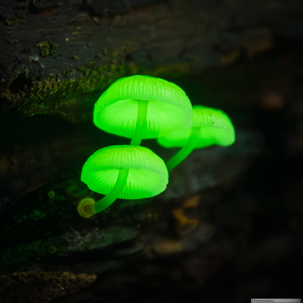 green pepe from Farino, Nouvelle-Calédonie on May 9, 2023 at 09:26 PM ...