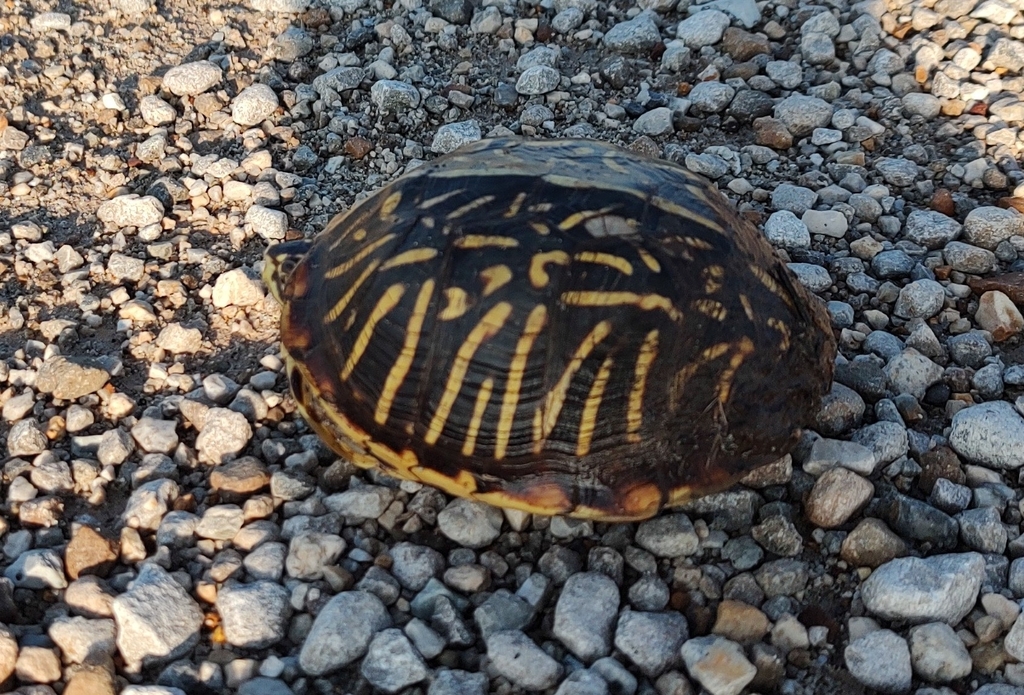 Ornate Box Turtle from Ozark Township, MO, USA on May 9, 2023 at 07:39 ...