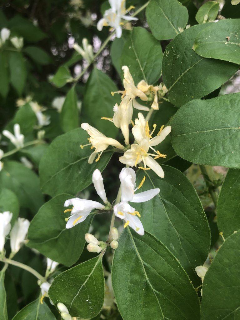 Amur honeysuckle from School Ln, Plymouth Meeting, PA, US on May 9 ...