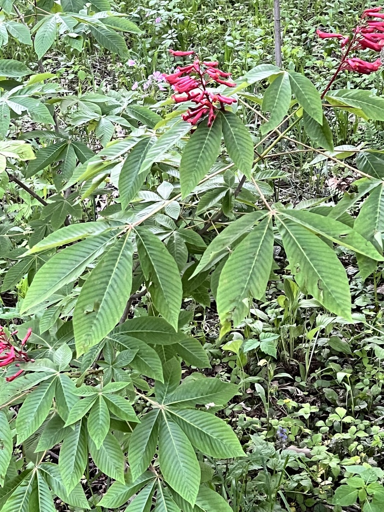 Red Buckeye from Farbach-Werner Nature Preserve, Cincinnati, OH, US on ...