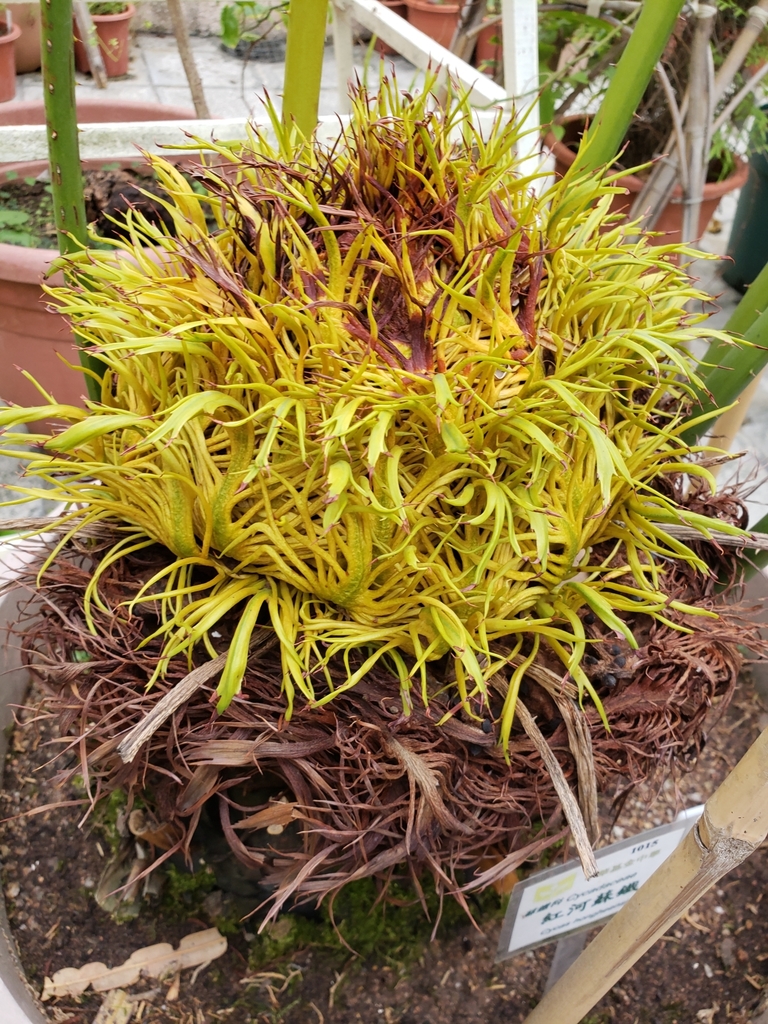 Cycas hongheensis in November 2018 by Amber · iNaturalist