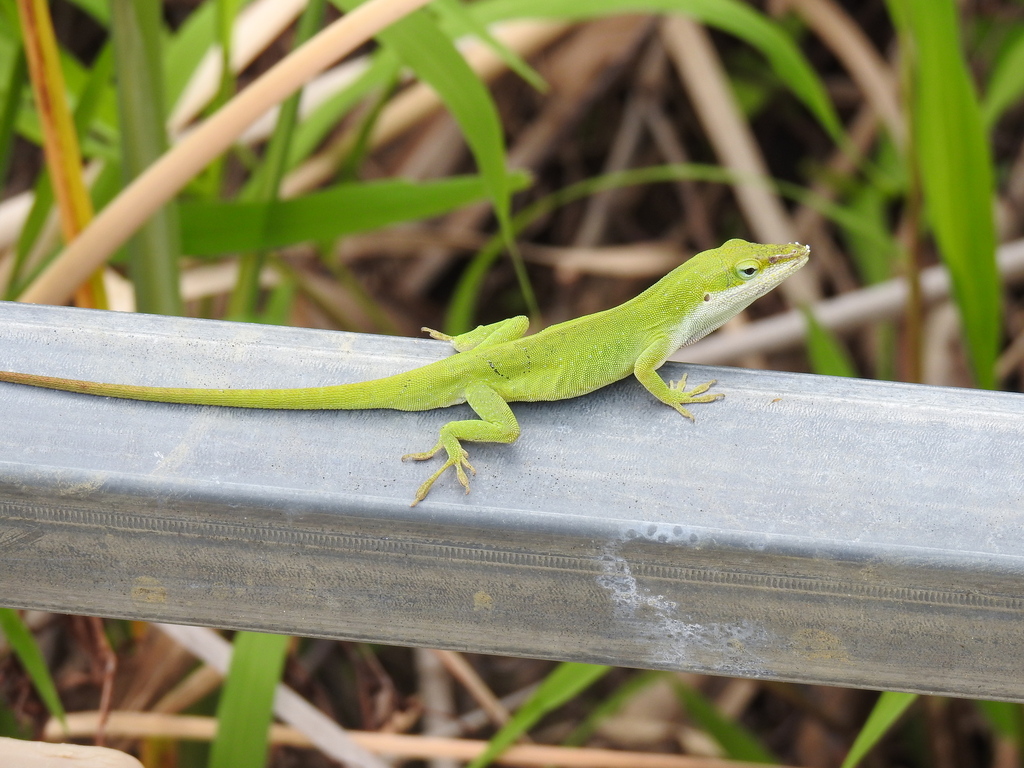 Green Anole from Flower Mound, TX, USA on May 09, 2023 at 05:35 PM by ...