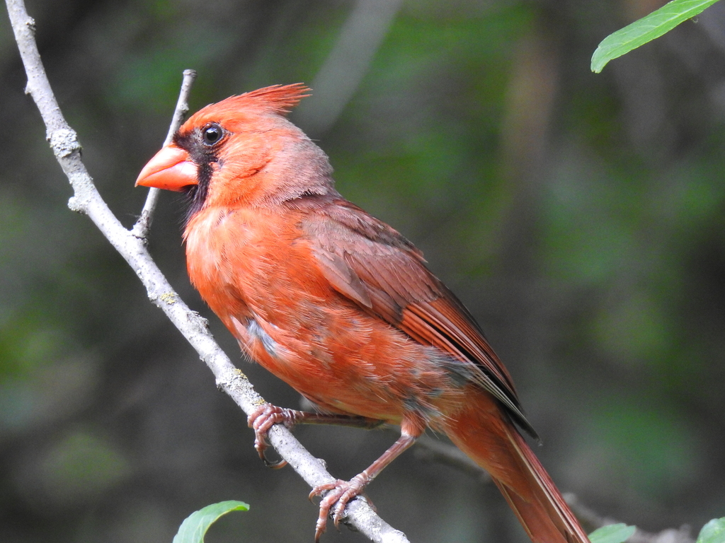 Northern Cardinal from Flower Mound, TX, USA on May 09, 2023 at 06:33 ...