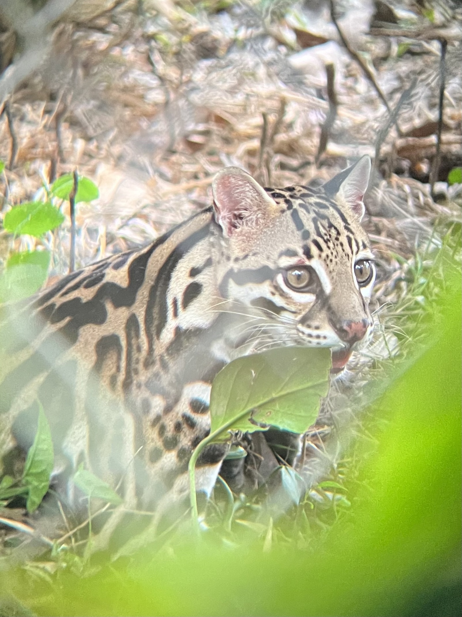 Leopardus pardalis (Linnaeus, 1758)