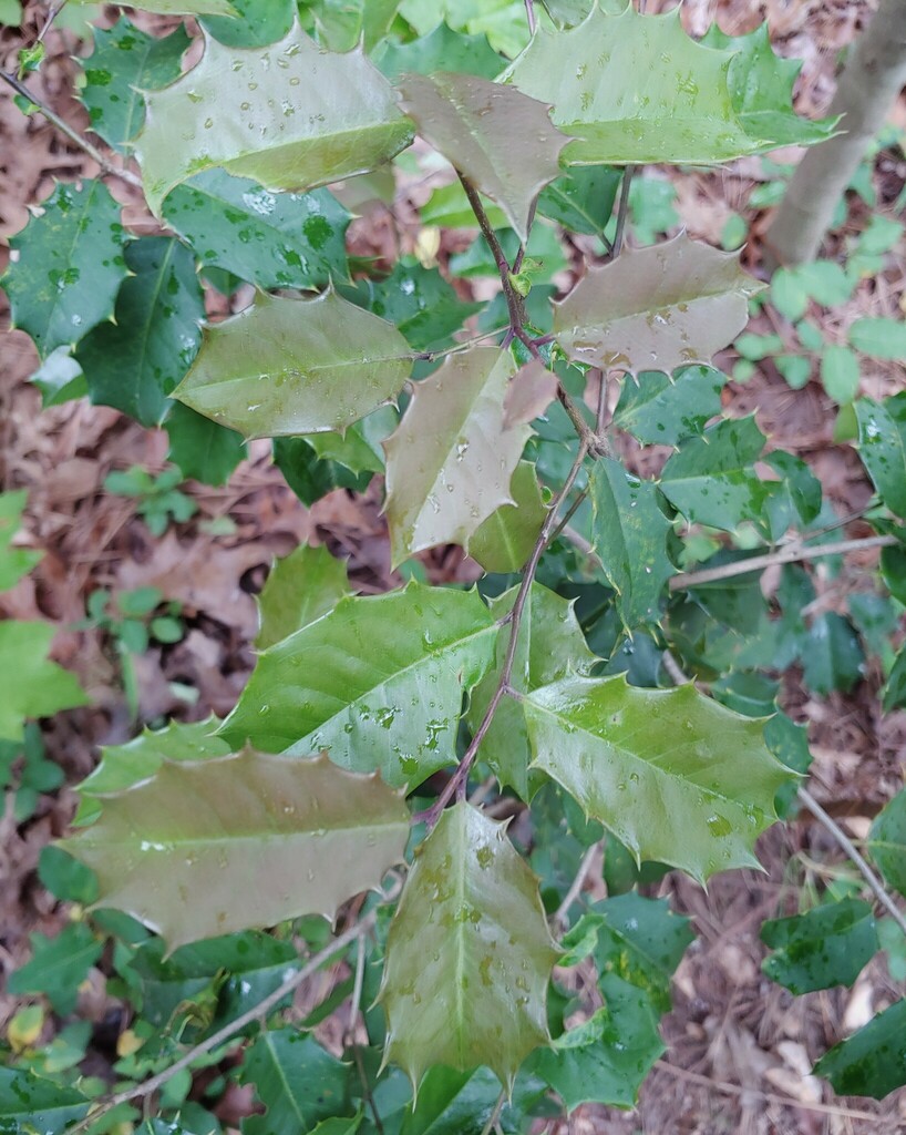 American holly from Dekalb County, GA, USA on May 5, 2023 at 06:04 PM ...