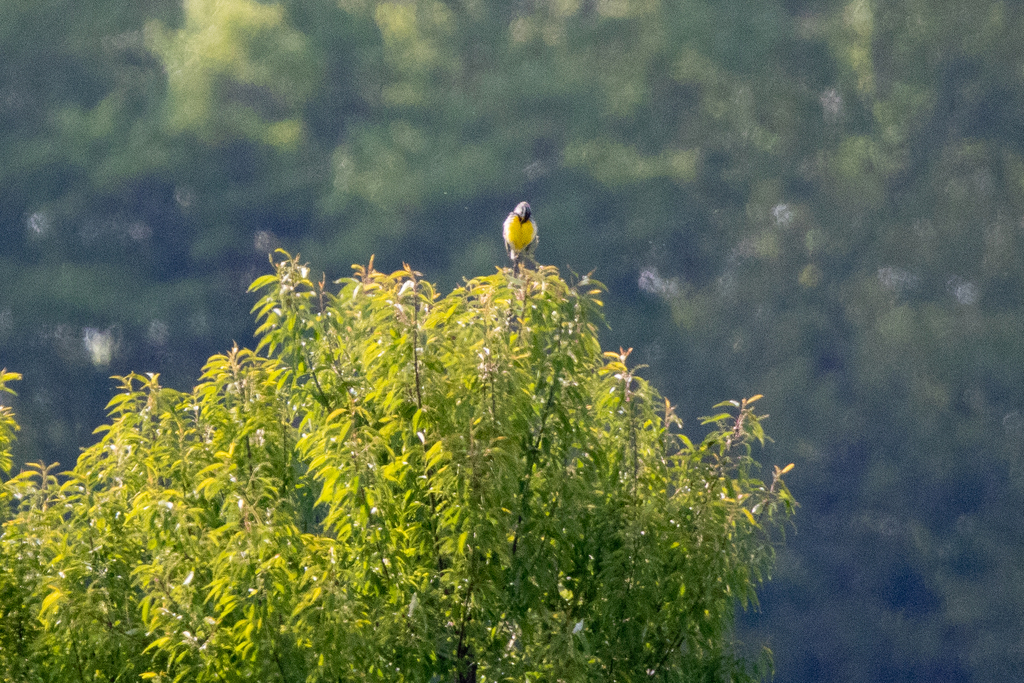 Eastern Meadowlark from Onondaga County, NY, USA on May 9, 2023 at 08: ...