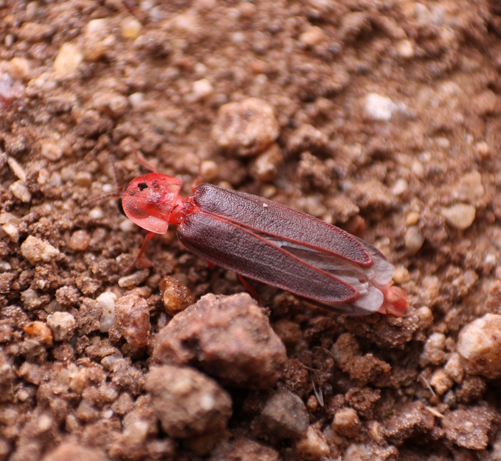 California Pink Glowworm from Location: 32.818842, -117.052002 on May 8 ...