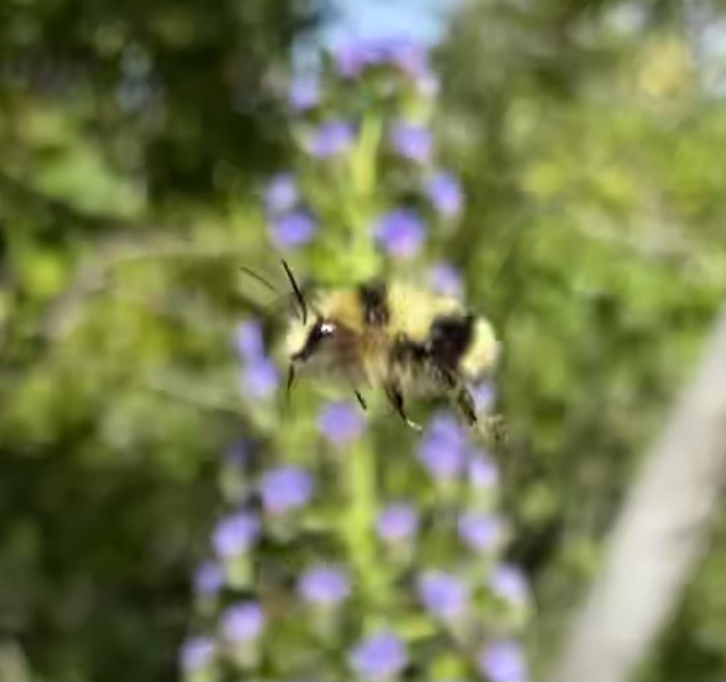 Black-tailed Bumble Bee from Oak Ave, San Anselmo, CA, US on 09 May ...