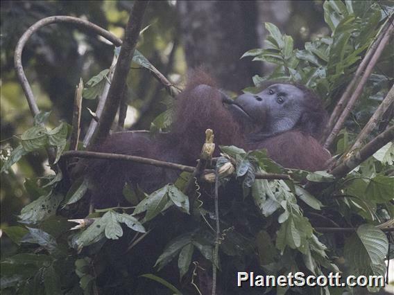 Pongo pygmaeus (Linnaeus, 1760)