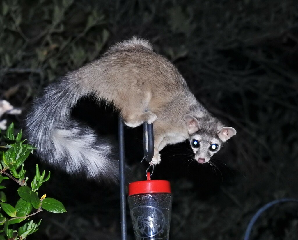 Ringtail from 1218 Madera Canyon Rd, Madera Canyon, AZ 85614, USA on ...