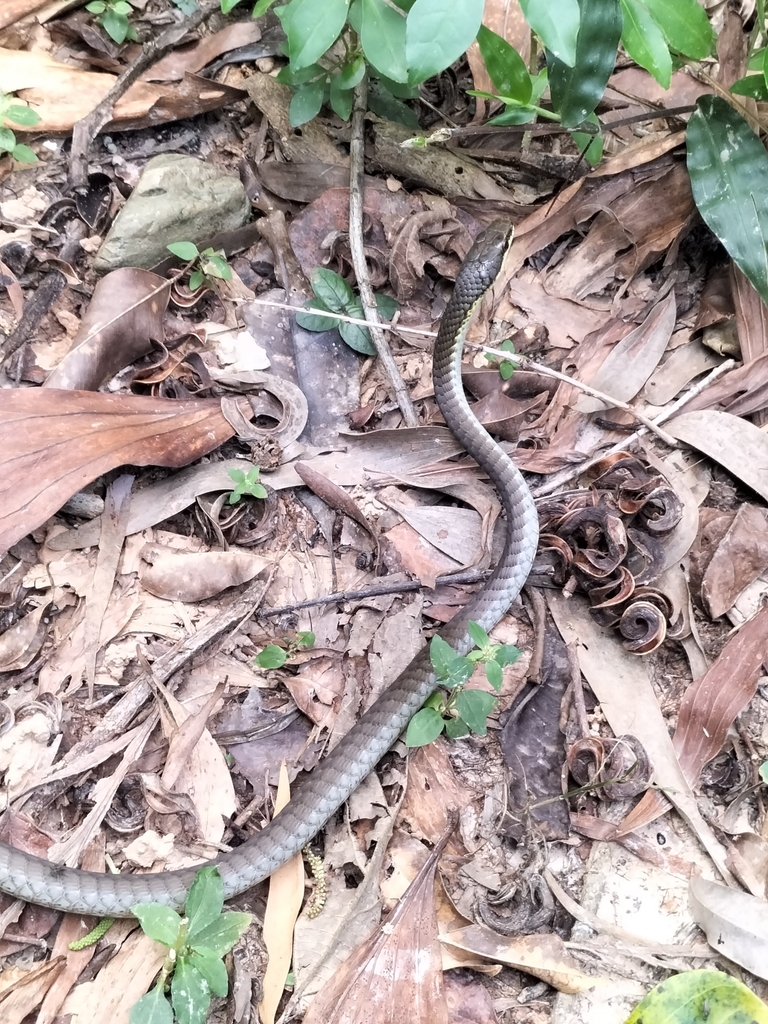 Coconut Tree Snake from E4, Smithfield QLD 4878, Australia on May 10 ...