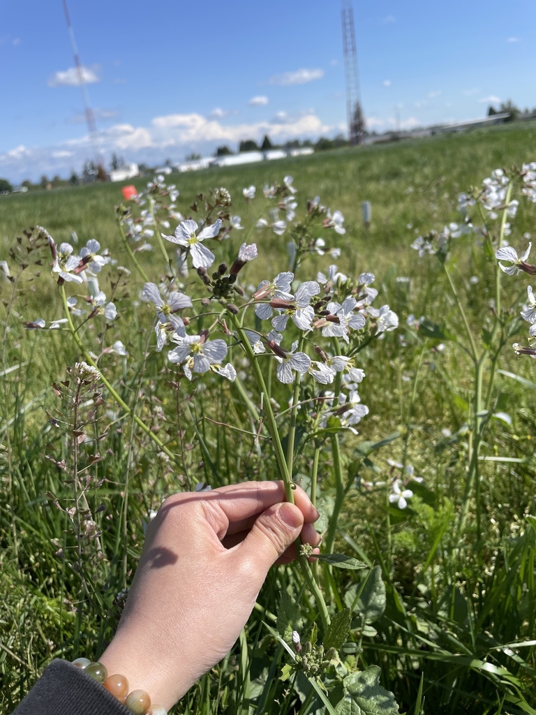 wild radish from Corvallis, OR, US on May 09, 2023 at 03:57 PM by clla ...