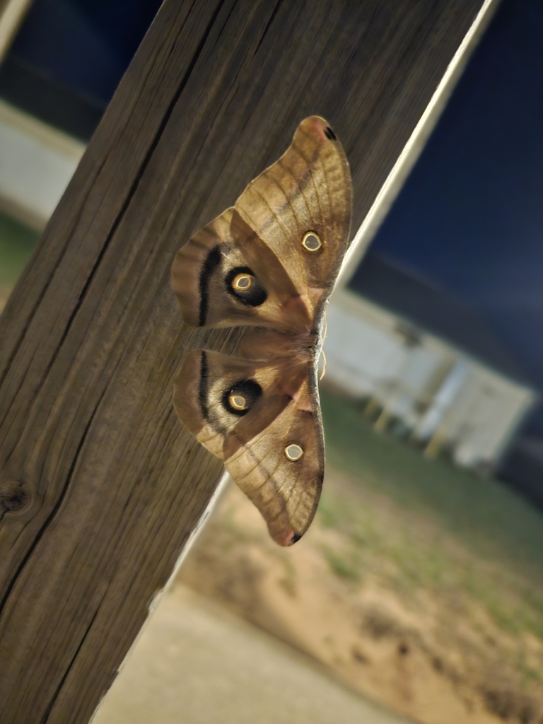 Polyphemus Moth from Hennessey, Oklahoma 73742, EE. UU. on May 9, 2023 ...