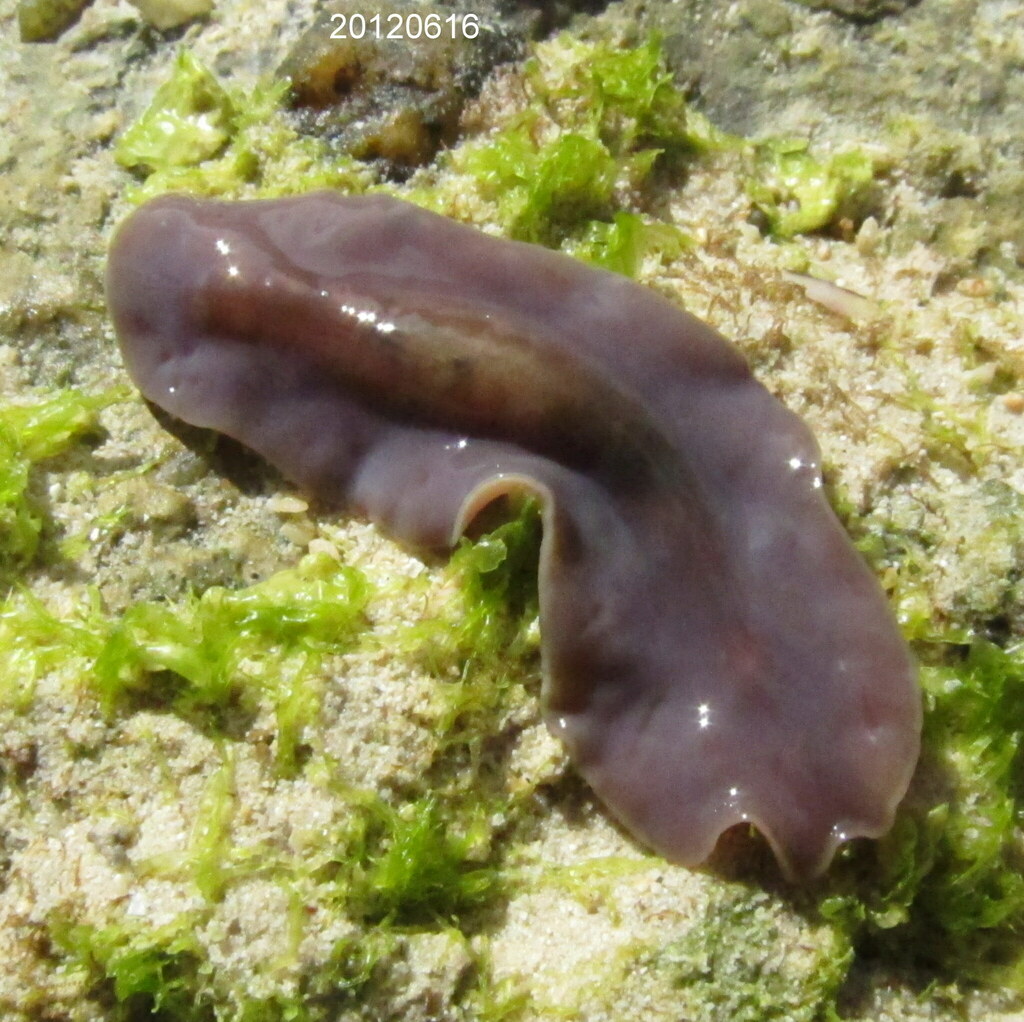 Acotylean Flatworms from East Russell QLD 4861, Australia on June 16 ...