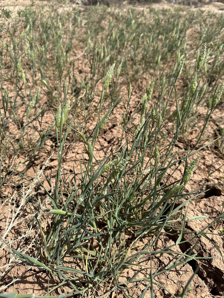 Foxtail grasses from San Bernardino, California, United States on May 1 ...