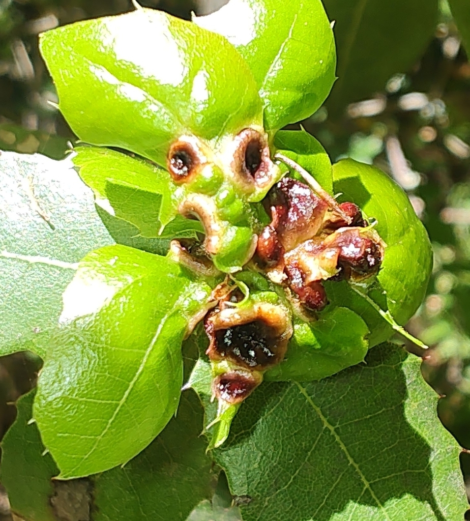 Two-horned Gall Wasp from Day Valley, CA, USA on May 09, 2023 at 02:33 ...