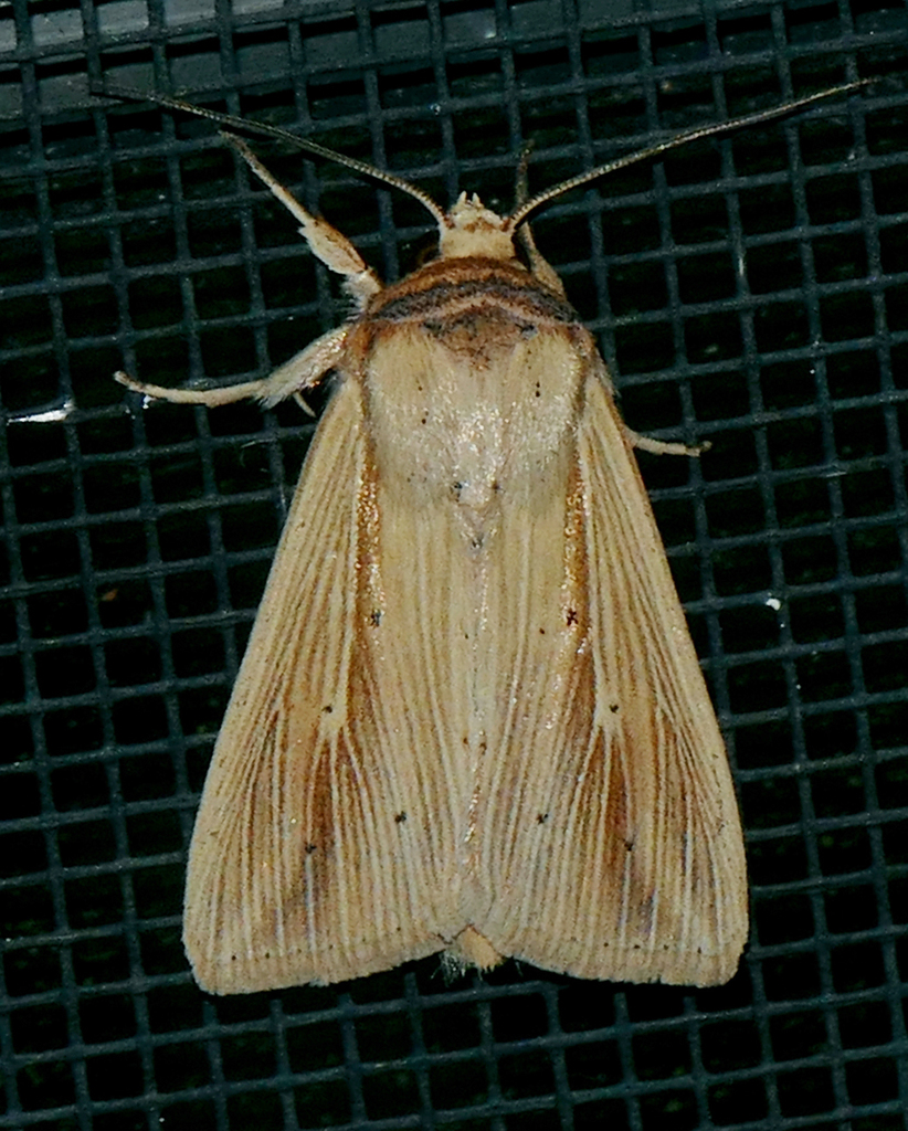 Adjutant Wainscot (A Guide to the moths in the superfamily Noctuoidae ...