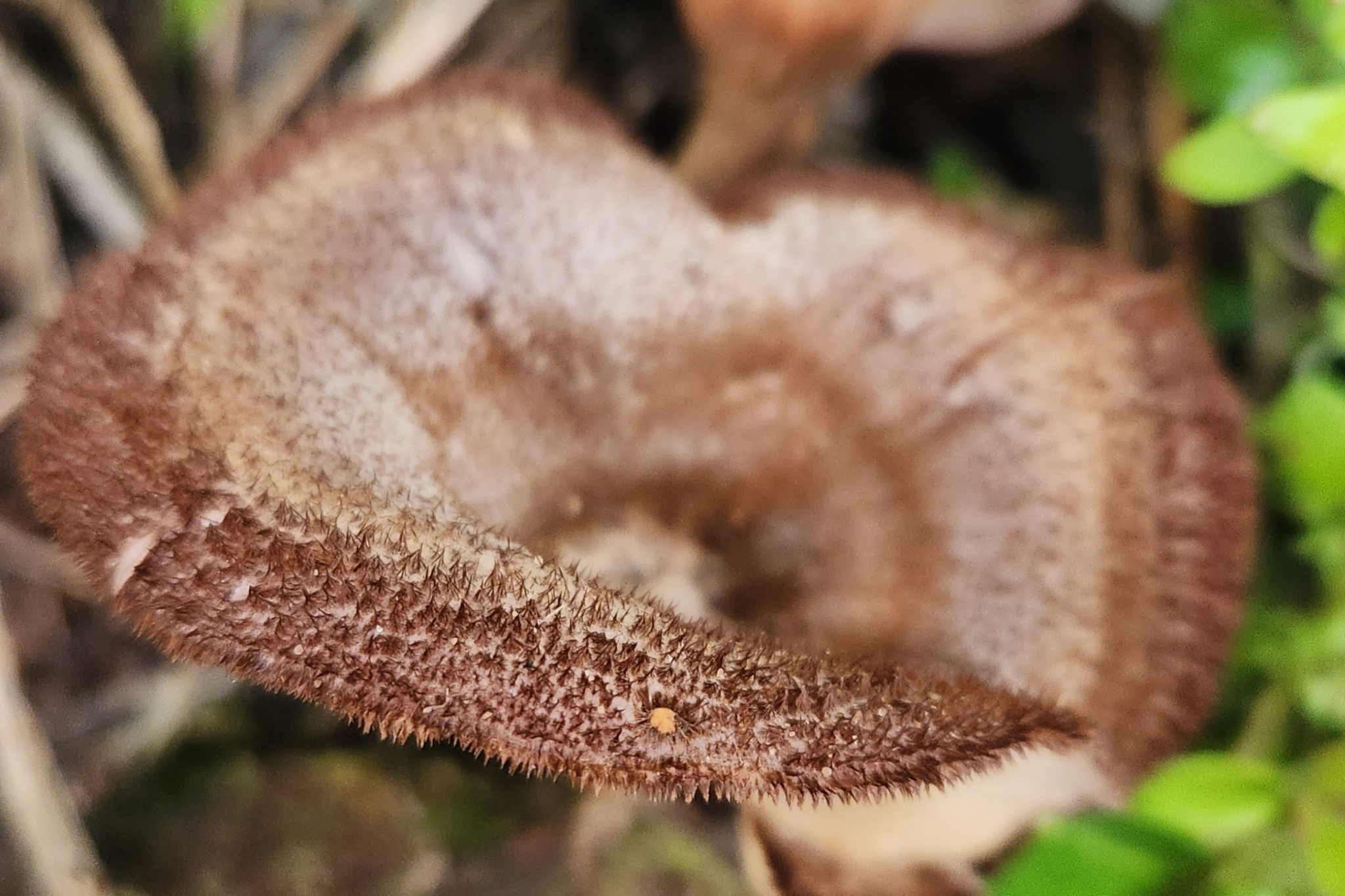 Panus velutinus (Fr.) Sacc.