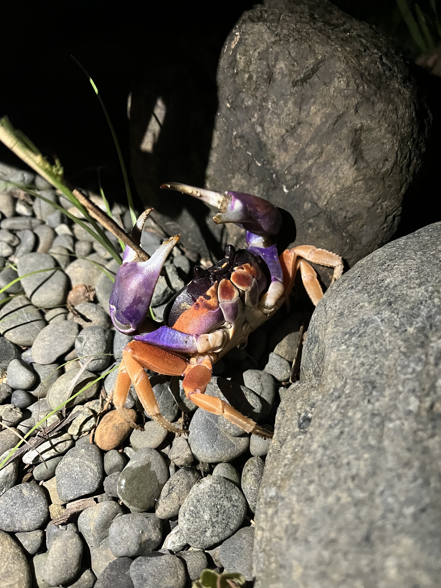 Gecarcinus quadratus de Saussure, 1853