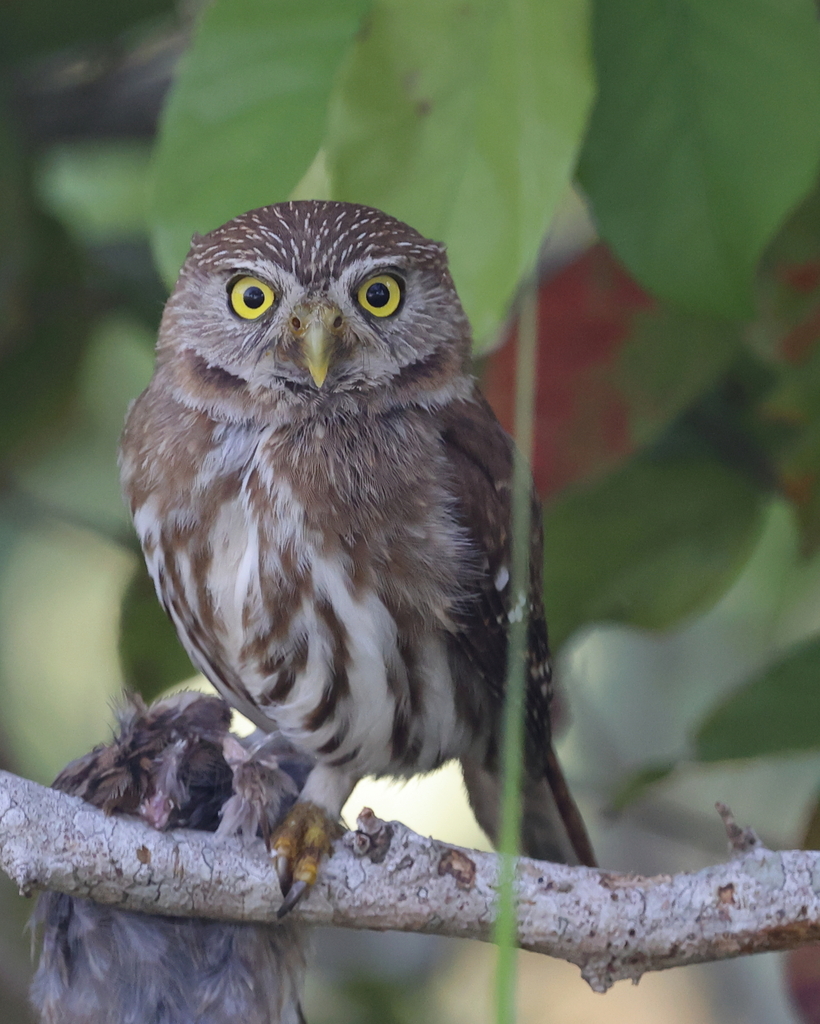 Tecolote bajeño desde Altamira, Tamps., México el 01 de mayo de 2023 a ...