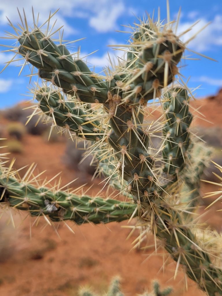 Whipple Cholla from Hurricane, UT 84737, USA on September 15, 2022 at ...