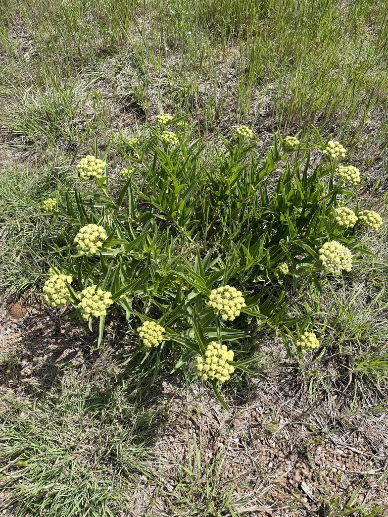 Antelopehorns from N County Road 1740, Vinson, OK, US on May 2, 2023 at ...