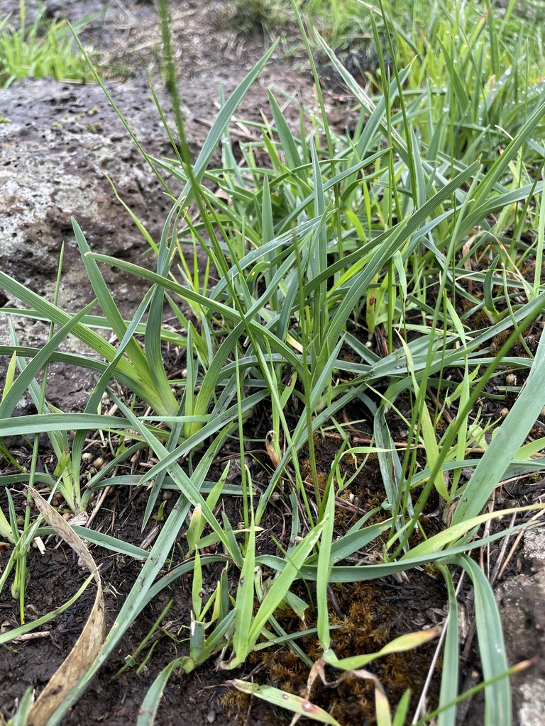 matted flax-lily from Ayr St, Reservoir, VIC, AU on May 10, 2023 at 12: ...