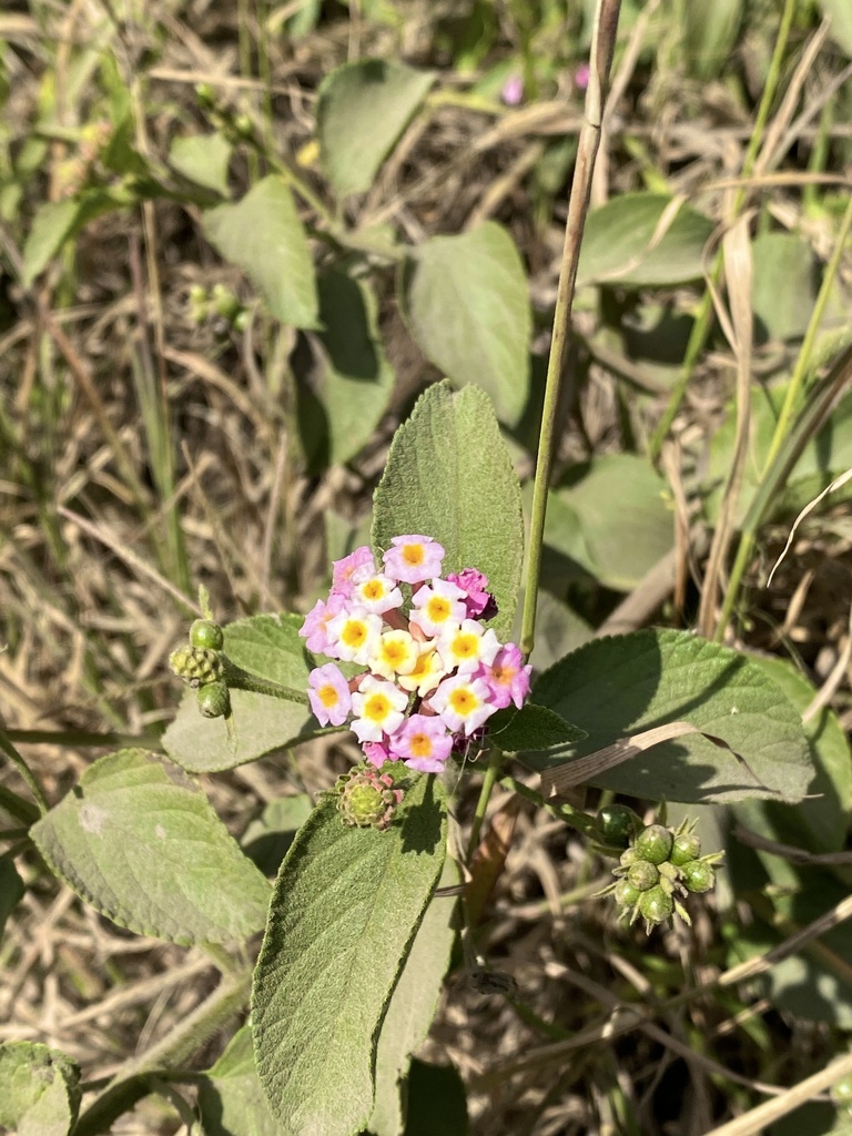 common lantana from Main Myrtletown Rd, Pinkenba, QLD, AU on May 10 ...
