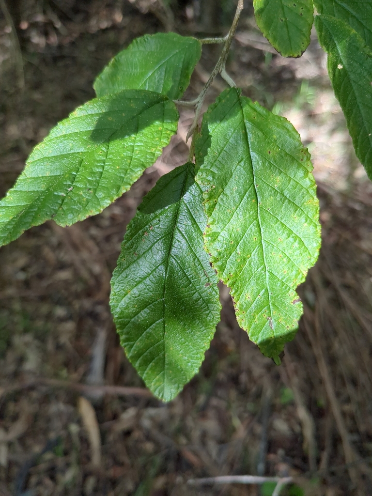 Tainui from Tolmans Hill TAS 7007, Australia on May 10, 2023 at 12:22 ...