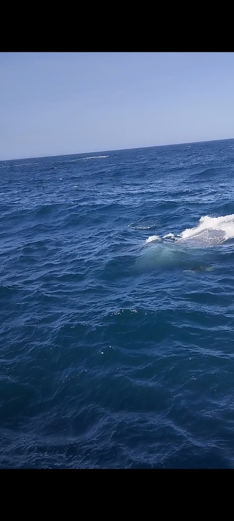 Blue Whale in January 2023 by Éva SAISON · iNaturalist