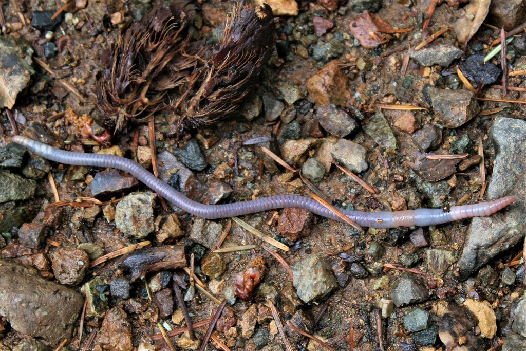 Earthworms from Mt Tamalpais, California 94941, USA on May 08, 2023 at ...