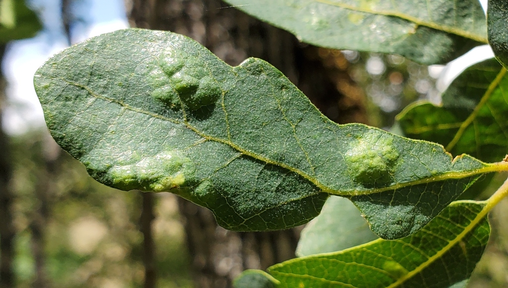 Oak Leaf Blister from San Jose, CA, USA on May 08, 2023 at 01:55 PM by ...