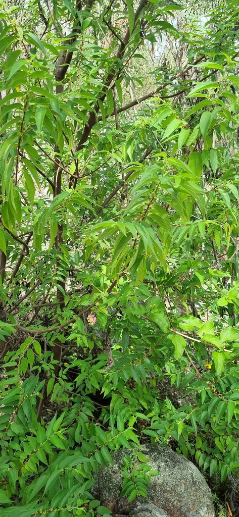 Nettle Tree in March 2023 by Queensland Trust for Nature · iNaturalist