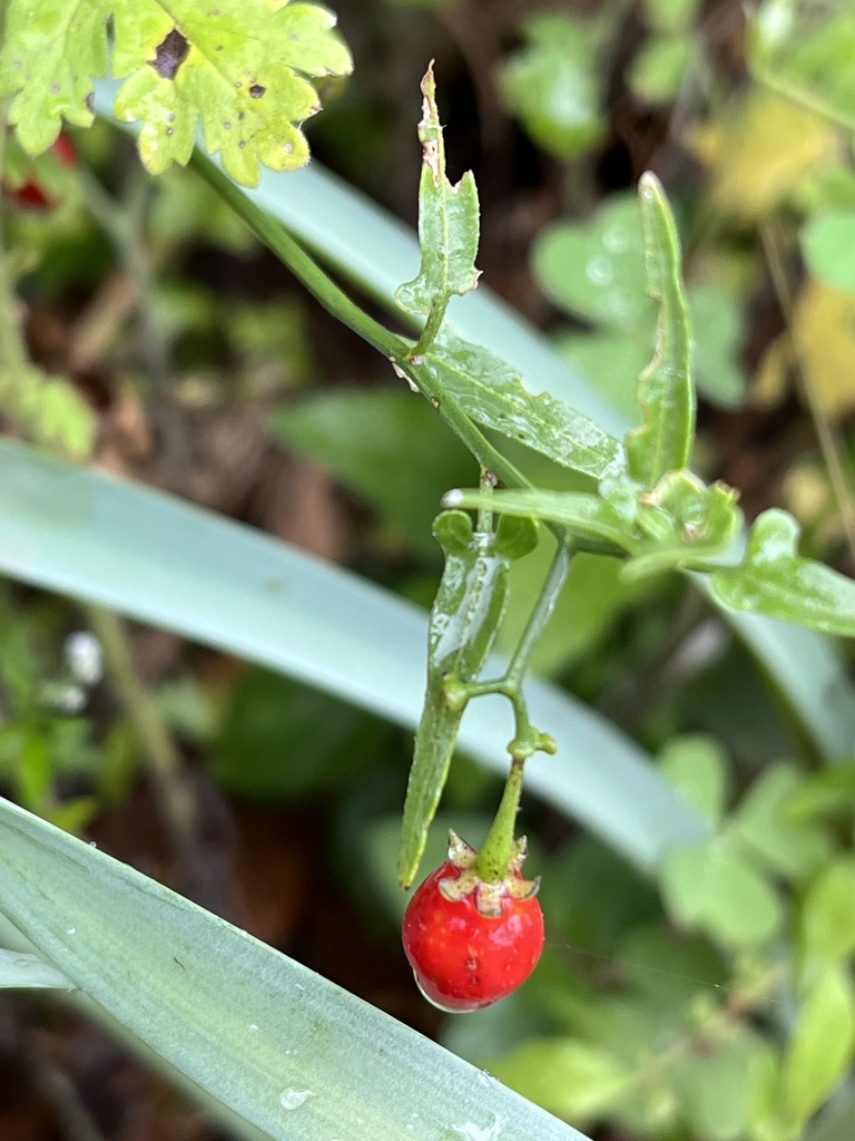 Texas nightshade from Meadow View Dr, San Marcos, TX, US on May 9, 2023 ...
