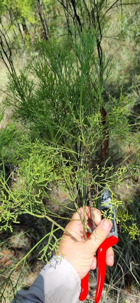 Cherry Ballart in March 2023 by Queensland Trust for Nature · iNaturalist
