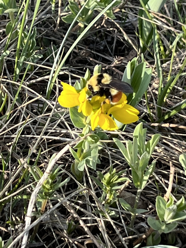 Hunt's Bumble Bee from Shannon Park, Calgary, AB, CA on May 09, 2023 at ...