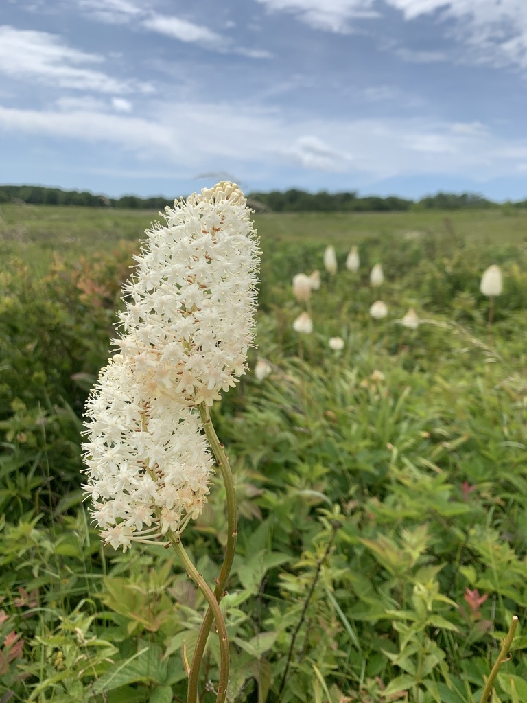 fly poison from Shenandoah National Park, Syria, VA, US on June 17 ...