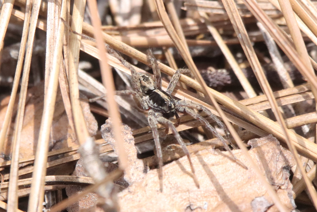 lance wolf spider from Chesterfield County, SC, USA on May 6, 2023 at ...