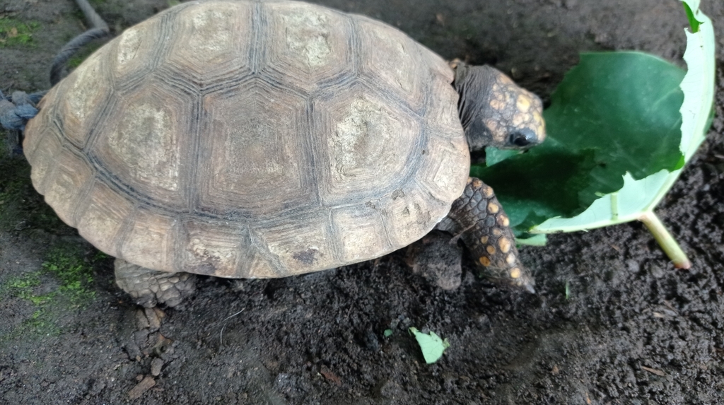 Brazilian Giant Tortoise in May 2023 by Edison Araguillin · iNaturalist
