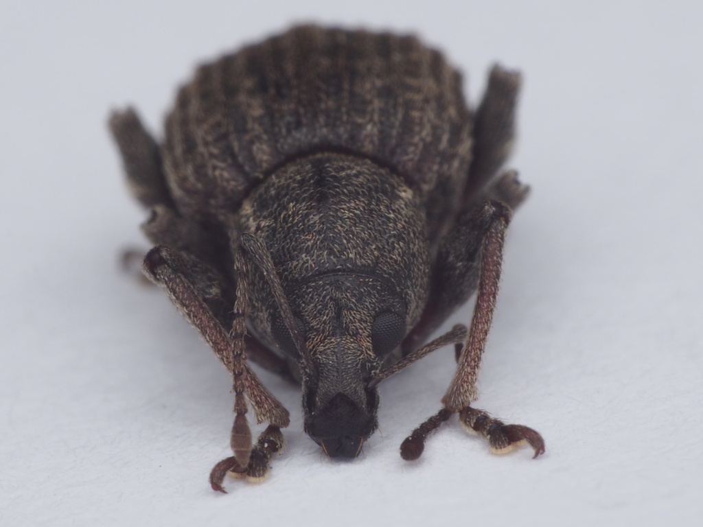 Garden Weevil from North Island, Kaeo, Northland, NZ on April 16, 2023 ...