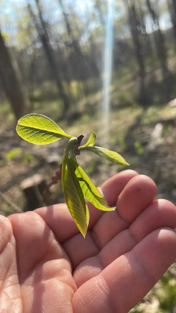 common pawpaw in April 2023 by squatzilla · iNaturalist