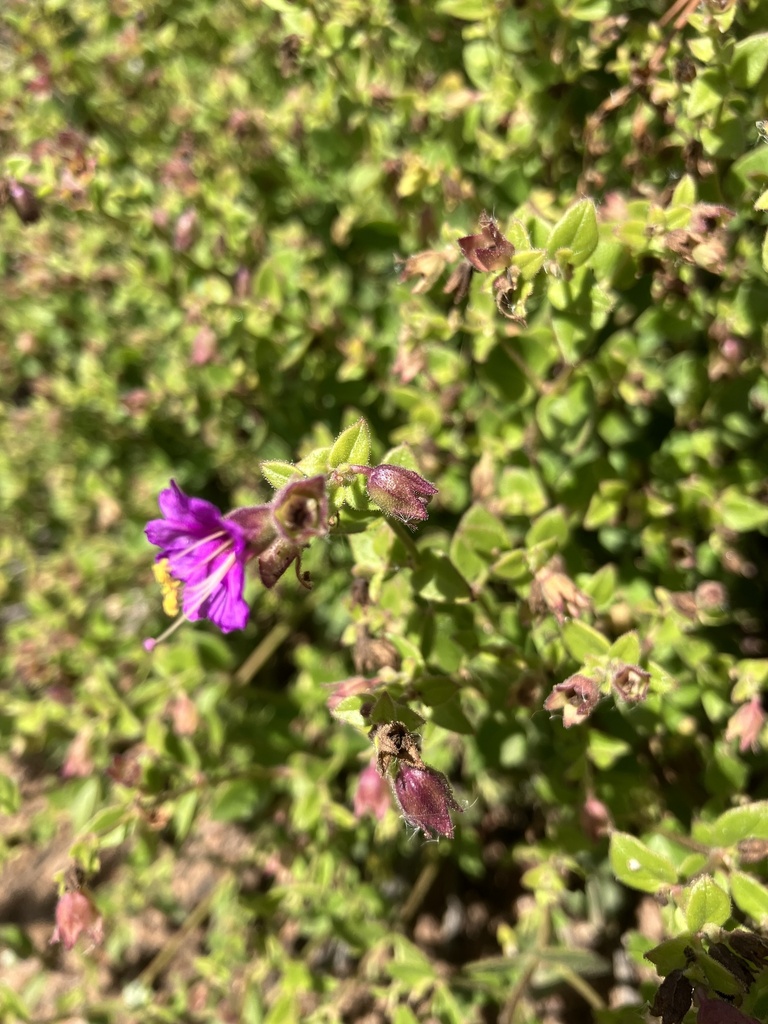 Wishbone Bush from Emerald Hills, San Diego, CA 92114, USA on May 9 ...