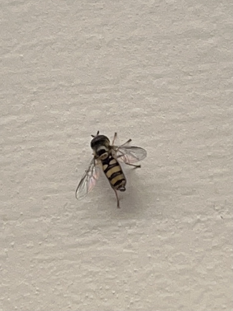 Eupeodes americanus from Washington College, Chestertown, MD, US on ...
