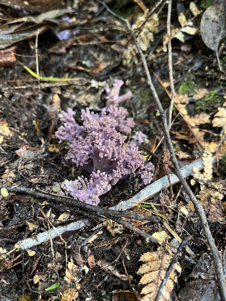 violet coral fungus from Orokonui Ecosanctuary, Waitati, Otago, NZ on ...