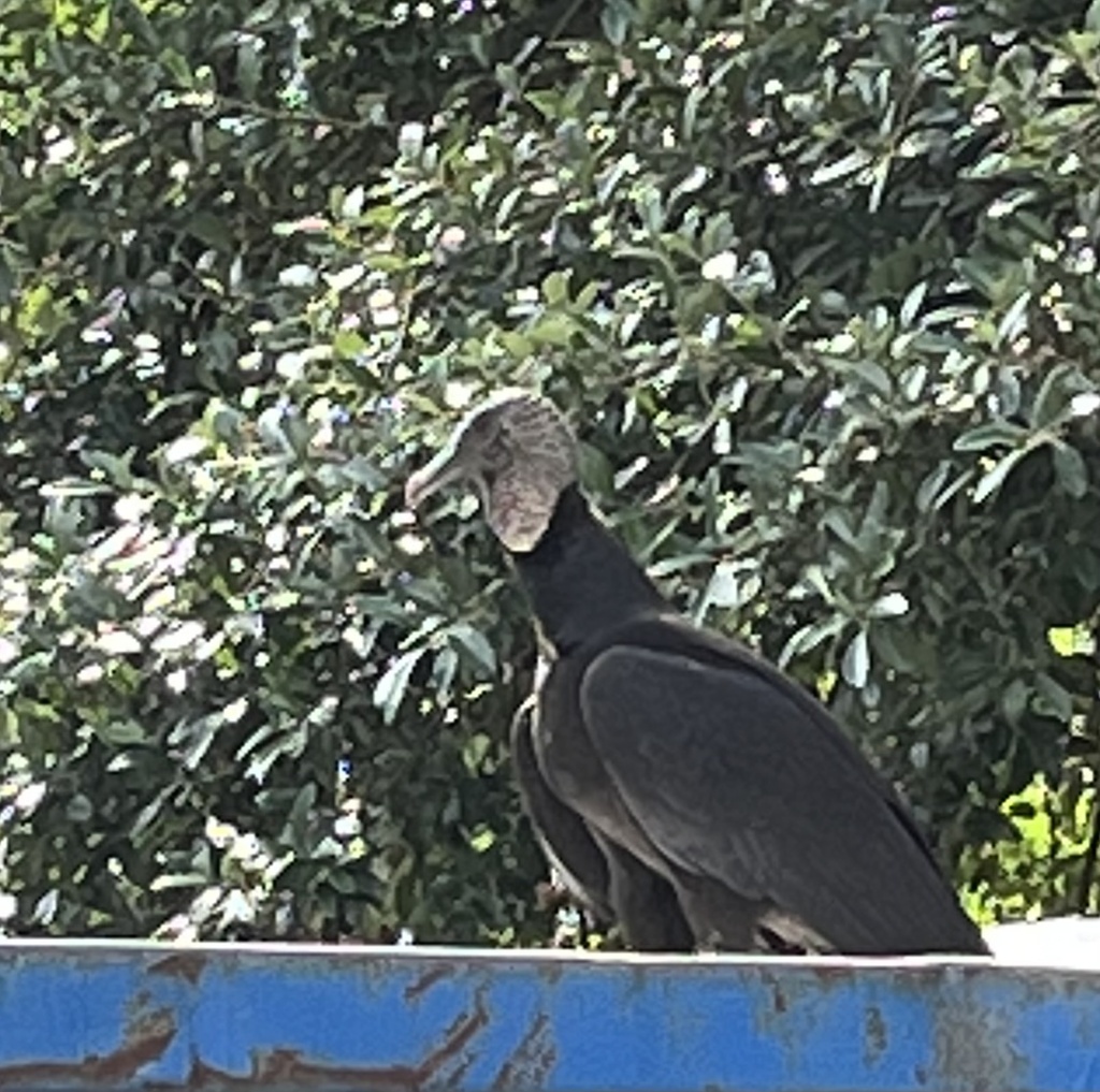 Black Vulture from Hermann Park, Houston, TX, US on April 12, 2023 at ...